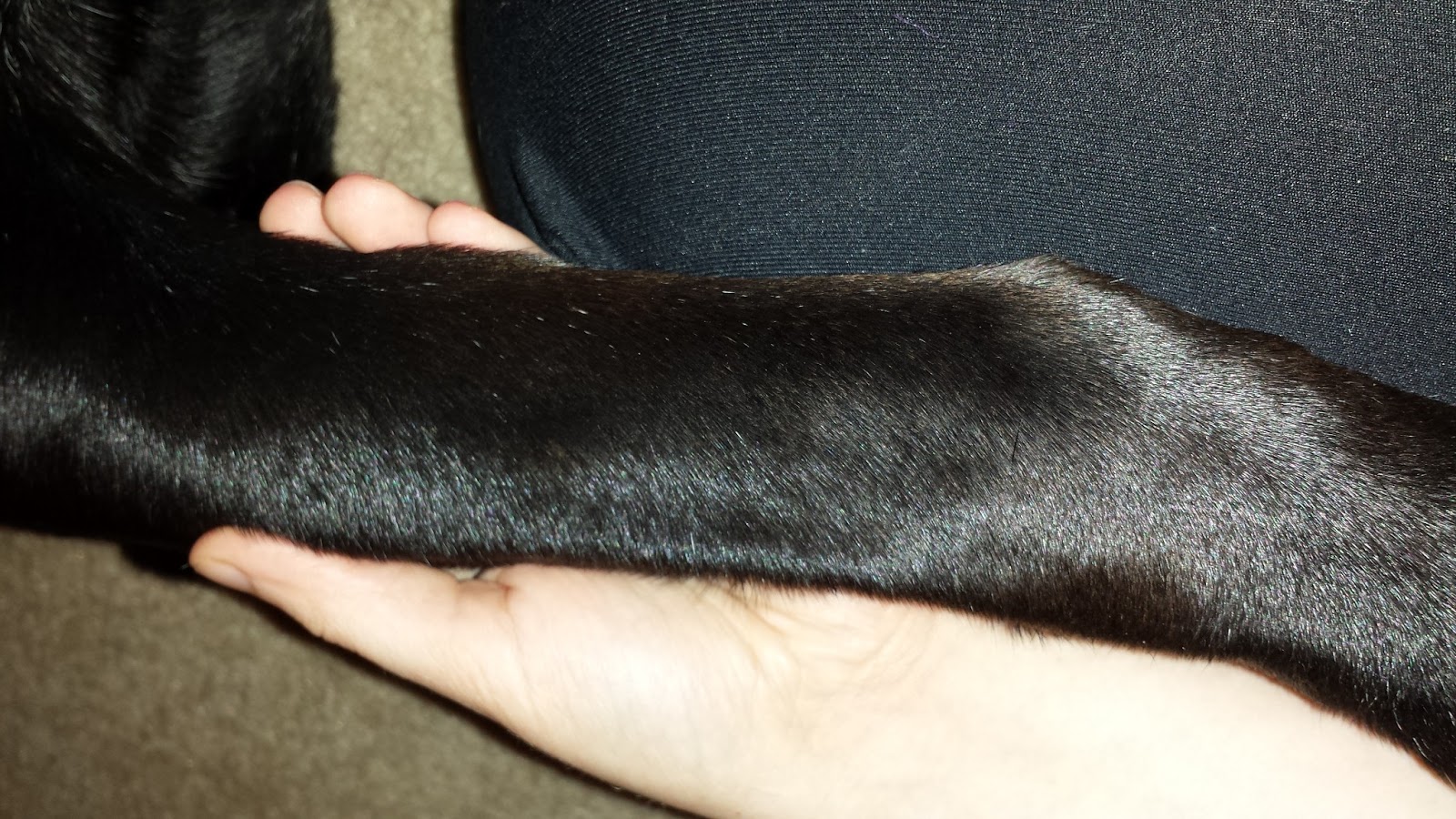 Musings of a Biologist and Dog Lover: June 2013